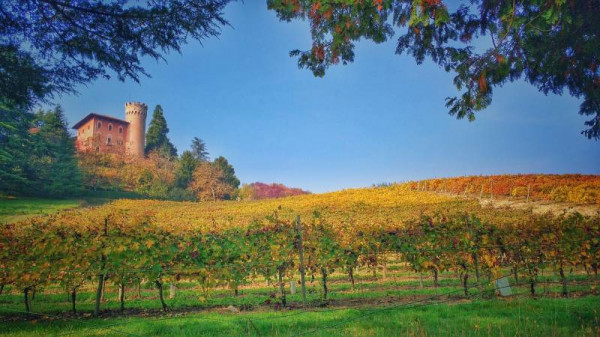 Il Monferrato > Colline Monferrato Casalese: nasce il Consorzio di ...